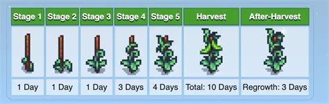 The Ultimate Guide To Growing And Harvesting Green Beans In Stardew Valley