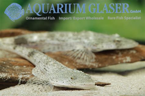 Platycephalus Indicus Aquarium Glaser Gmbh