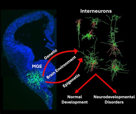 Understanding Epigenetic Regulation Of Interneuron Development Nichd Eunice Kennedy Shriver