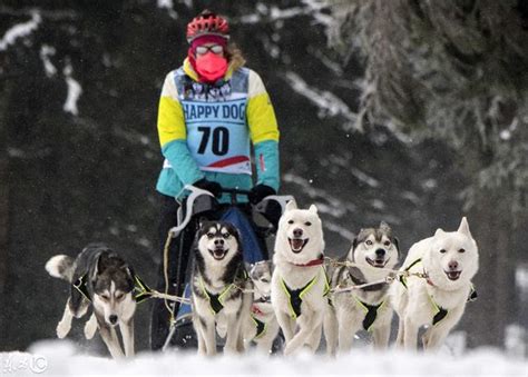 狗年說狗阿拉斯加雪橇犬哈士奇就應該馳騁在賽道而不是做寵物 每日頭條