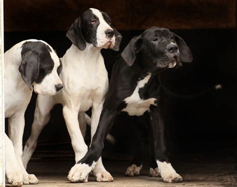 К продаже предлагаются щенки немецкого дога Две суки платен Возраст 5 месяцев Детки привиты