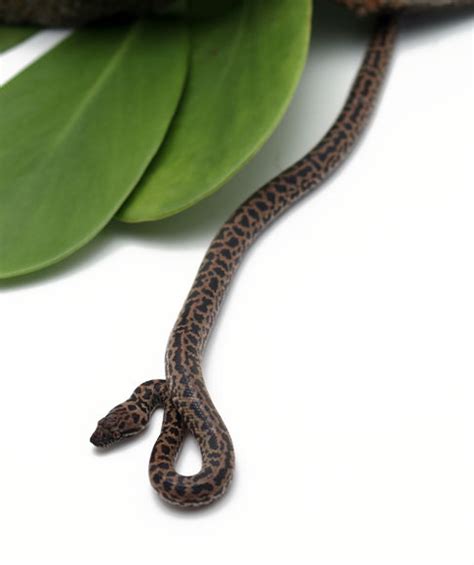 Spotted Python Female Dynasty Reptiles
