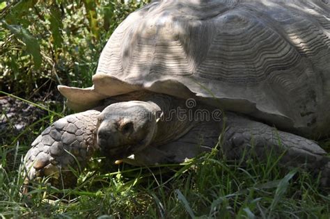 A Large Turtle Moves Through The Green Grass Stock Image Image Of