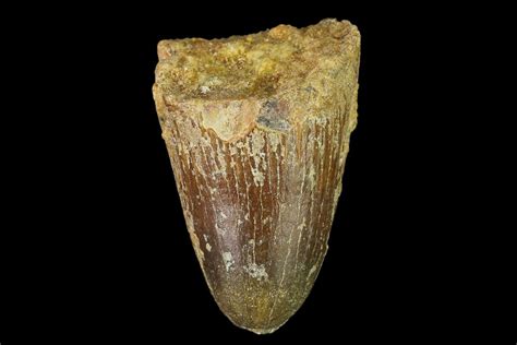97 Cretaceous Fossil Crocodile Tooth Morocco 140548 For Sale
