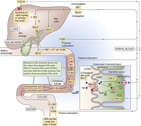 Enterohepatic Circulation Of Bile Acids Hepatobiliary Function The