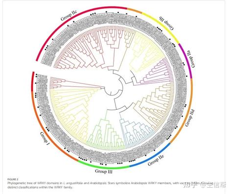 【基因家族】薰衣草中wrky基因家族的全基因组鉴定 知乎