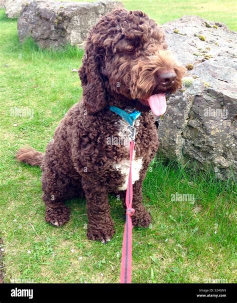 Cockapoo Au Chocolat Adulte Cockapoo Au Chocolat Adulte