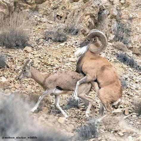 بالاترین این ملاقات عاشقانه و انتقال ژن برتر برای بقای نسل بین این قوچ
