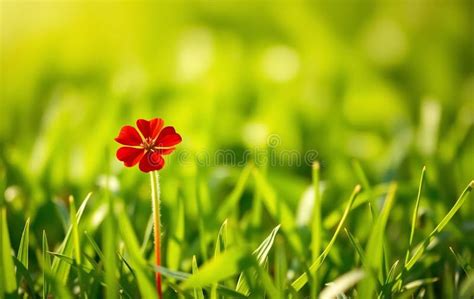 Single Red Clover On Grass Stock Illustration Illustration Of Outdoor