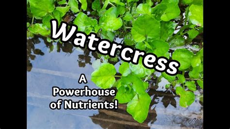 Watercress