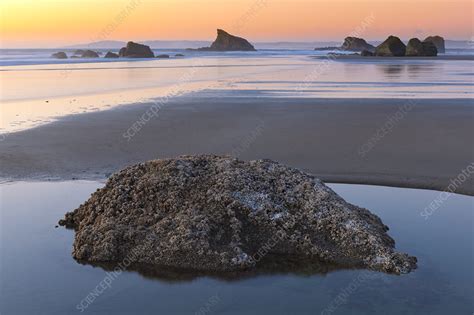 Sea Stacks At Sunset Stock Image C0287379 Science Photo Library