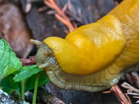 A Banana Slug Meal Carla Brennans Blog
