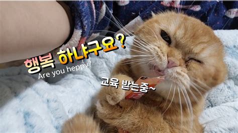 몸과 마음의 상처를 안고 구조를 기다리던 유기묘 고양이 구조이후 근황 Youtube