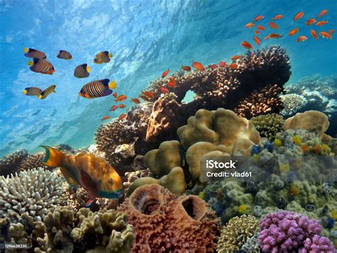 숄 또는 붉은 산호 물고기 안티아와 아름다운 열대 산호초 산호 열대 어류와 멋진 수중 세계 0명에 대한 스톡 사진 및 기타 이미지 Istock