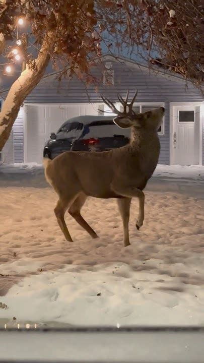 იმედია ოდესმე მოვიშინაურებ 😂 კანადა ირემი Youtube