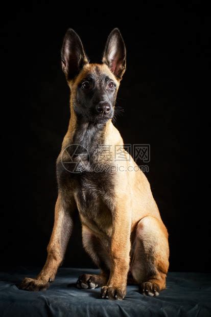 玛利诺斯比利时牧羊犬高清图片下载 正版图片504793313 摄图网