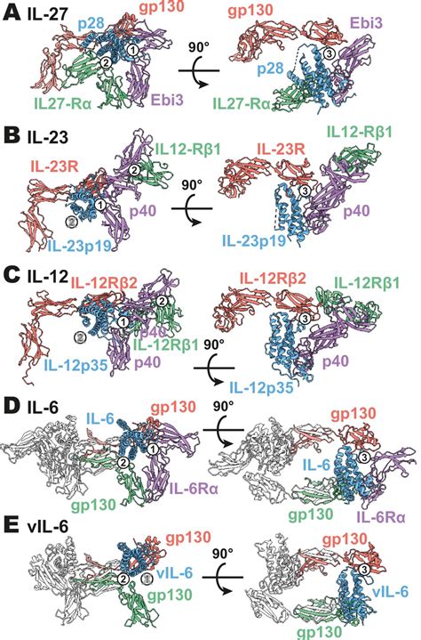 Structure Of The Il 27 Quaternary Receptor Signaling Complex Elife