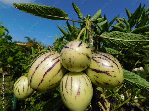The Beautiful Fruits Pepino That Grow On My Solanum Muricatum Plant