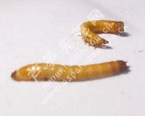 Pest Dataset Object Detection Dataset By Oubio