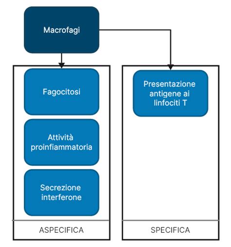 Macrofago Fisiologia