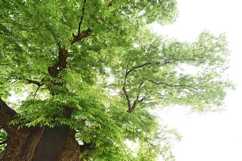 [나무 천년의 세월을 담다 294] 상처도 삶이다…보령시 화산동 느티나무