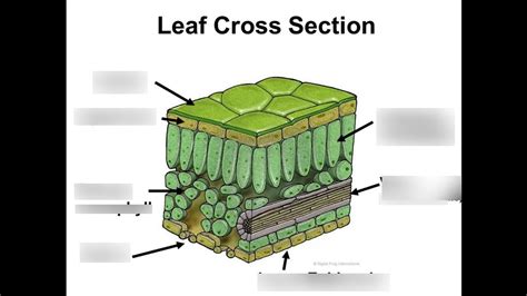 Leaf Diagram Quizlet