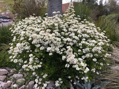 Viburnum Dwarf ‘densa Bella Jardins Boutique