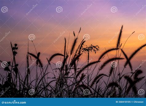 Beautiful Sunrise With Grass Flowers Stock Image Image Of Abstract