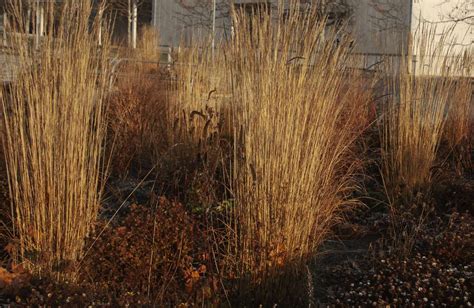 Feather Reed Grass Plant Care And Growing Guide