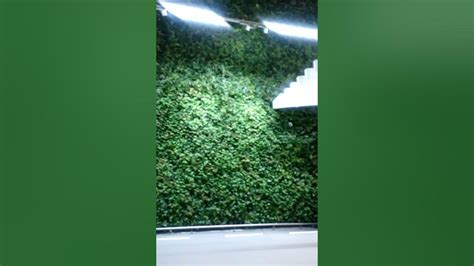Аэропорт стена из живых растений - YouTube