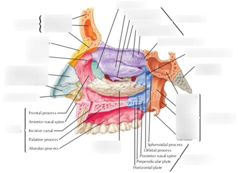 Nasal Cavity