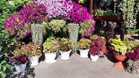 Колеусы в саду Выращивание колеуса в кашпо Уход полив удобрения Обработка от вредителей