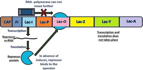 What Is Lac Operon Components Video Positive And Negative Control