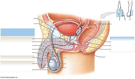 Male Exam 2 Diagram Quizlet