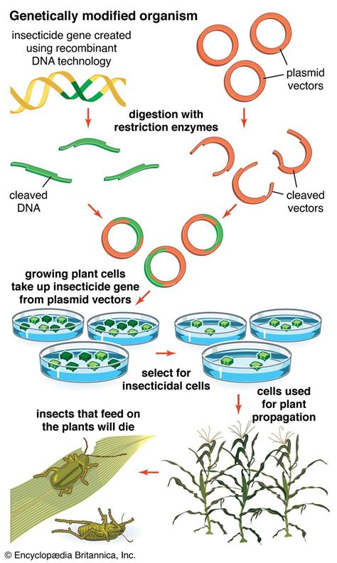 Gene Modification Can Encourage T Cell Growth Improving Cancer Treatments Success Rate Open