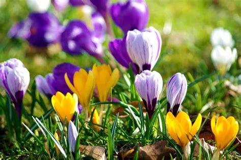 How And When To Plant Crocus Bulbs For Gorgeous Spring Flowers