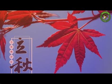 立 秋二十四節氣之立秋夏去秋來金秋時節的正式開始傳承古人秋季 養生之道 中華 文化 秋 天 今日立秋立秋後還要熱多久