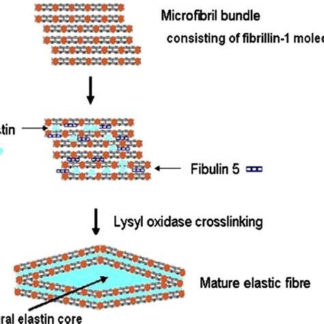 Electron Micrograph Showing Central Elastin Core E With Microfibril Download Scientific