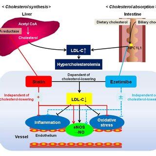 Plasma Lathosterol A Cholestanol B And Campesterol C