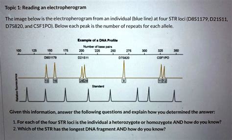 topic 1 reading an electropherogram the image below is the electropherogram from an individual