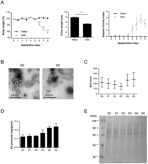 Characterization Of Stool Ev From A Dss Induced Colitis Mouse Model