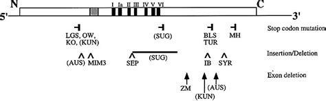 Locations Of The Wrn Mutations The Rectangular Box Indicates The Download Scientific Diagram