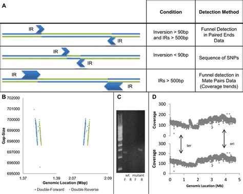 Detection Of Inversions Of Different Sizes A A Summary Of All Download Scientific Diagram