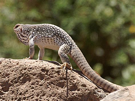 Desert Iguana Birdforum