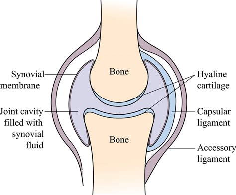 Skeletal System Movable Joints