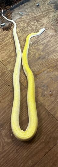 Ultra Ivory Reticulated Python By Scuba Steves Exotics
