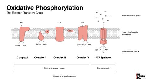 The Basics Of Energy Production Oxidative Phosphorylation