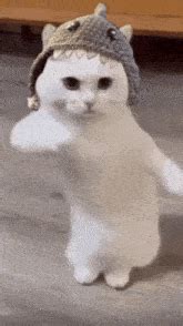 Cat  Funny Cartoon Memes