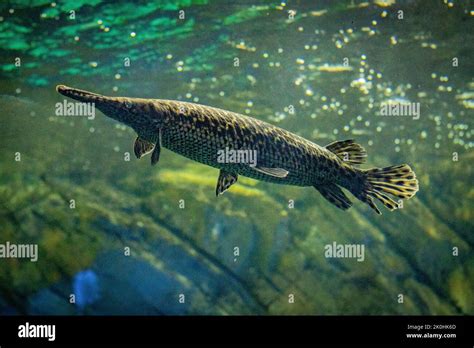 Are There Alligator Gar In Minnesota At Winnifred Pitts Blog