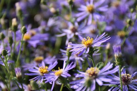 Spätsommer Aster Twilight Starkl Der Starke Gärtner Starkl Eshop